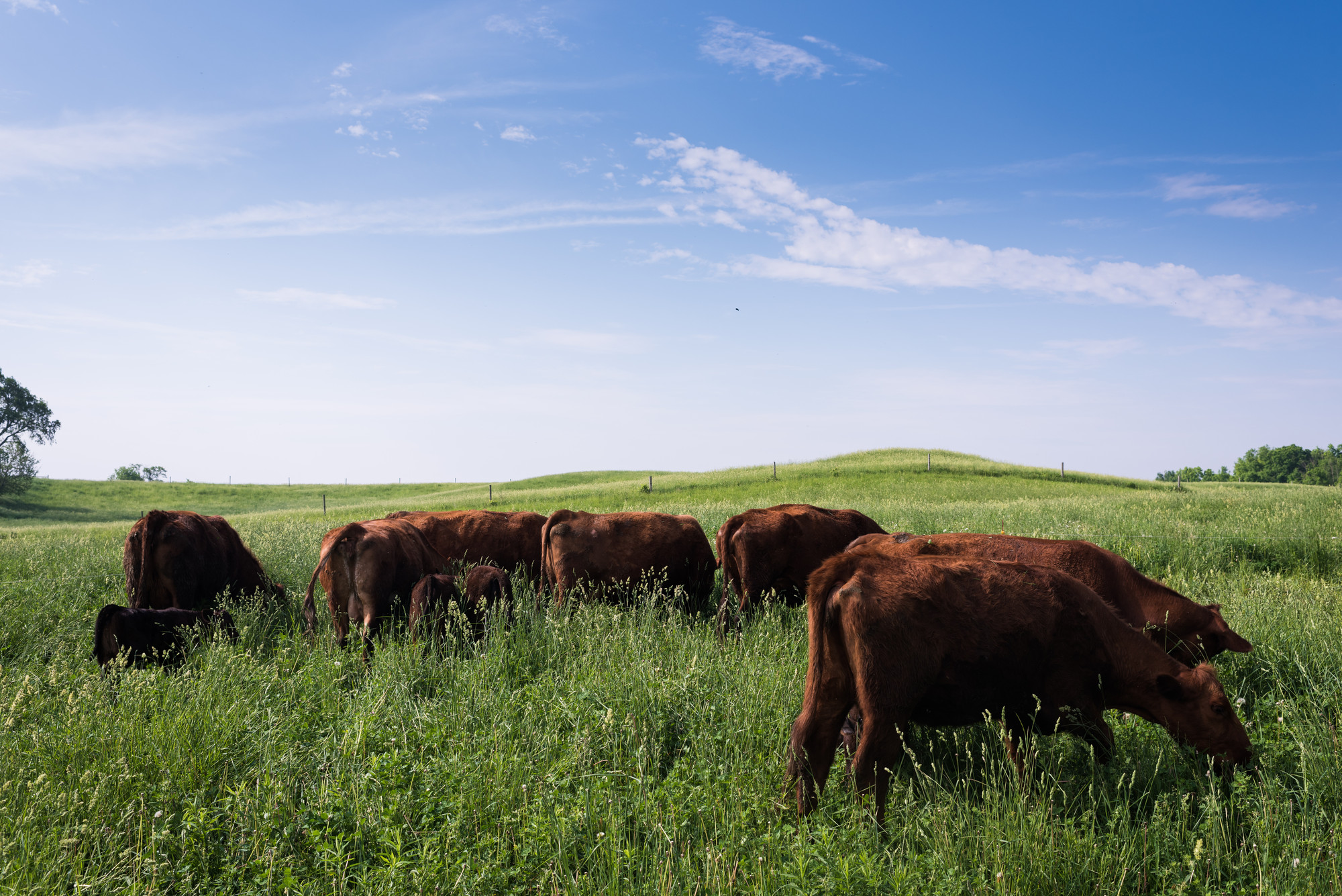 Beef Masters Culinary Competition - Canadian Beef