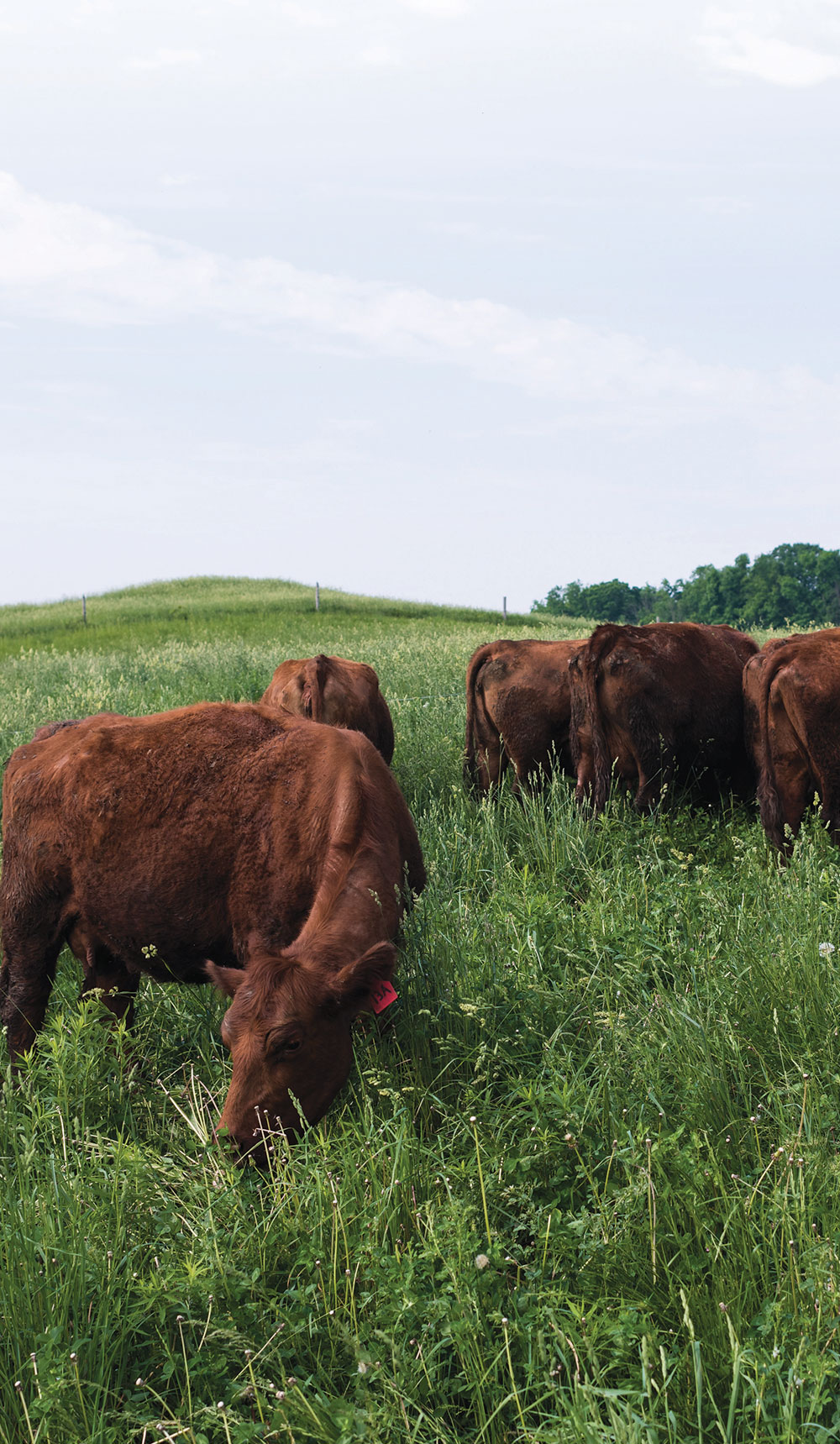 Canadian Beef Advantage Environmental Sustainability - Canadian Beef